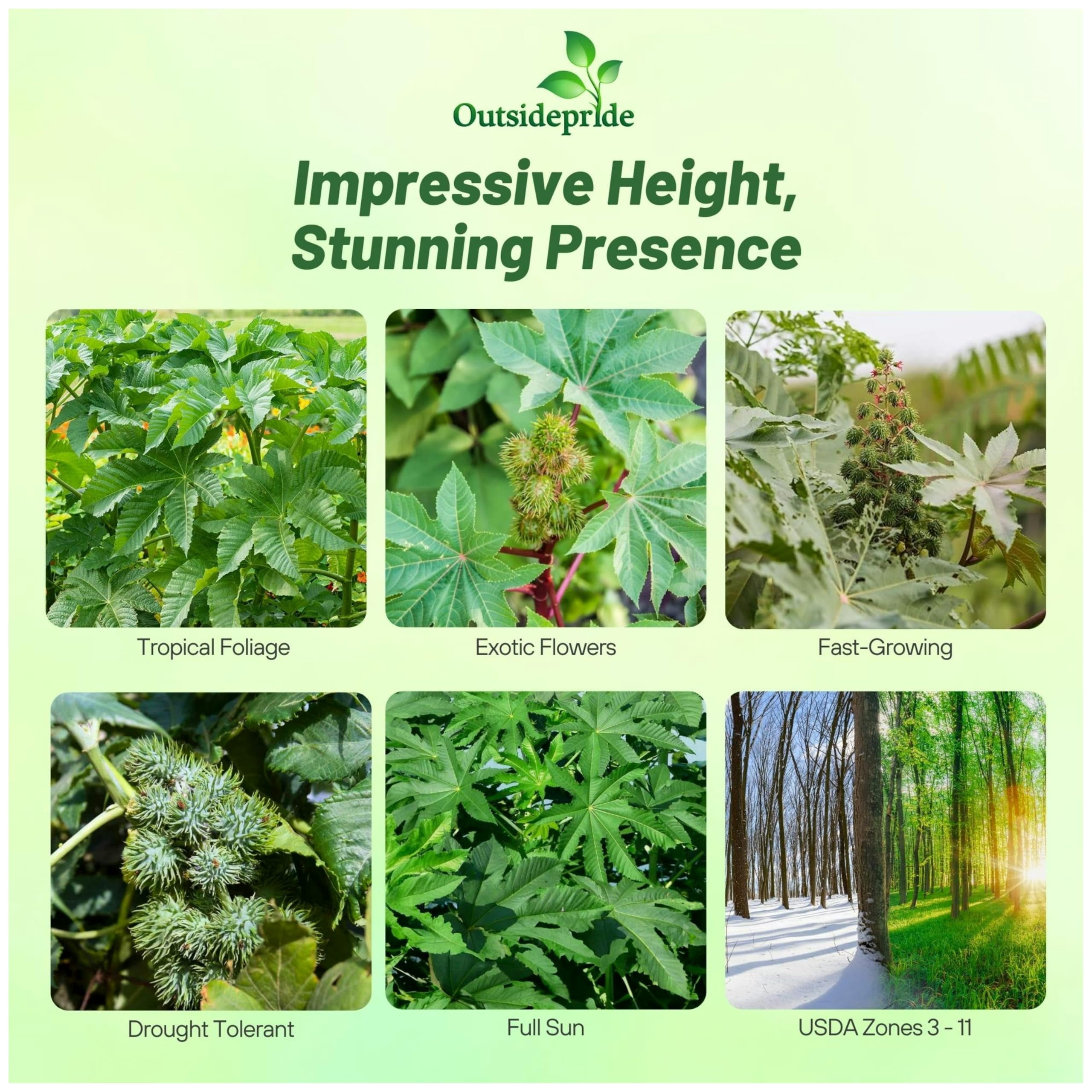 Outsidepride Zanzibariensis Castor Bean Seeds - 50 H2FSDPcs Annual ...