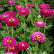 Outsidepride Zinnia Zahara Raspberry Lemonade Flower Seed Mix - 100 ...