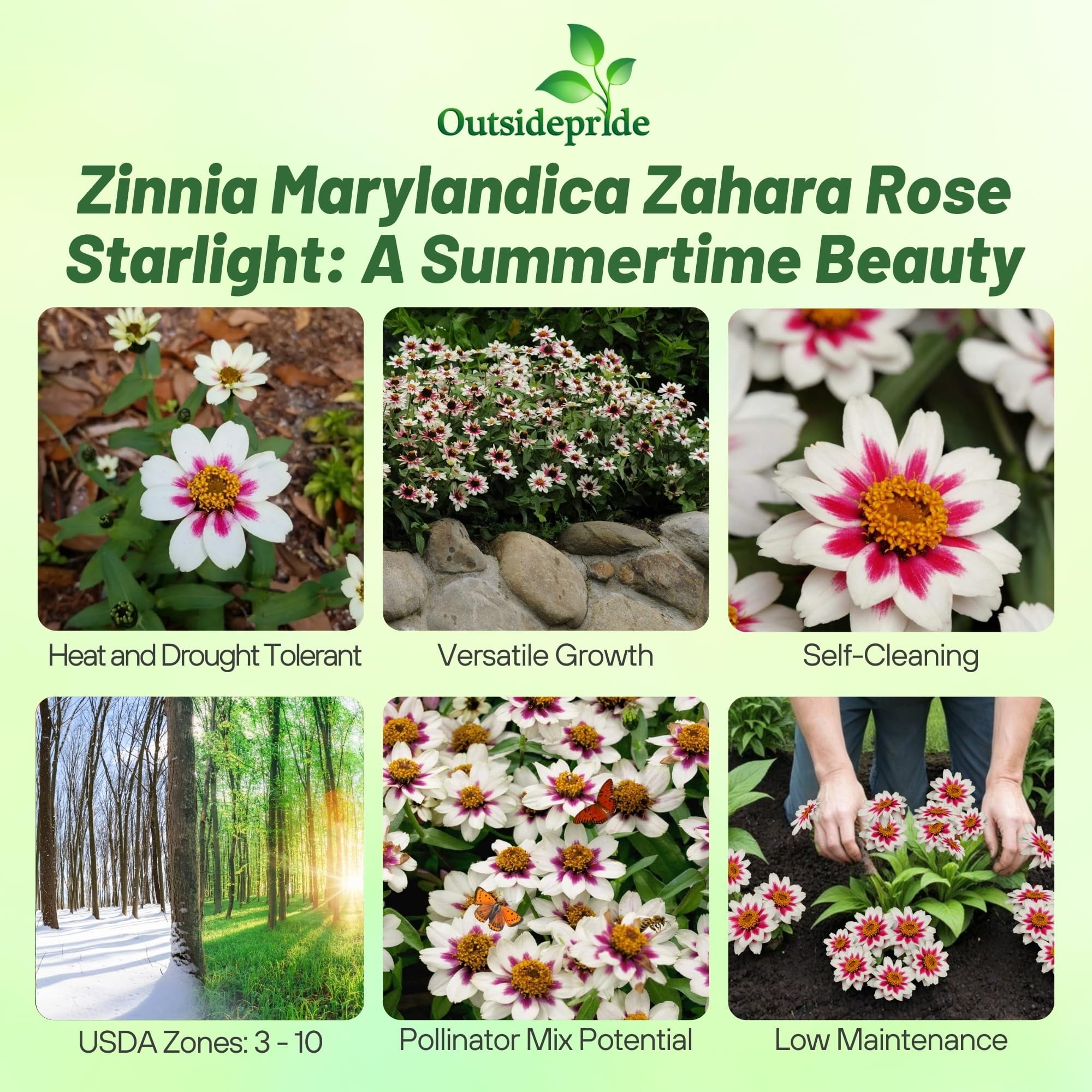 Outsidepride Zinnia Marylandica Zahara Rose Starlight Seeds H2FSD- Annual Bicolor Blooms ...