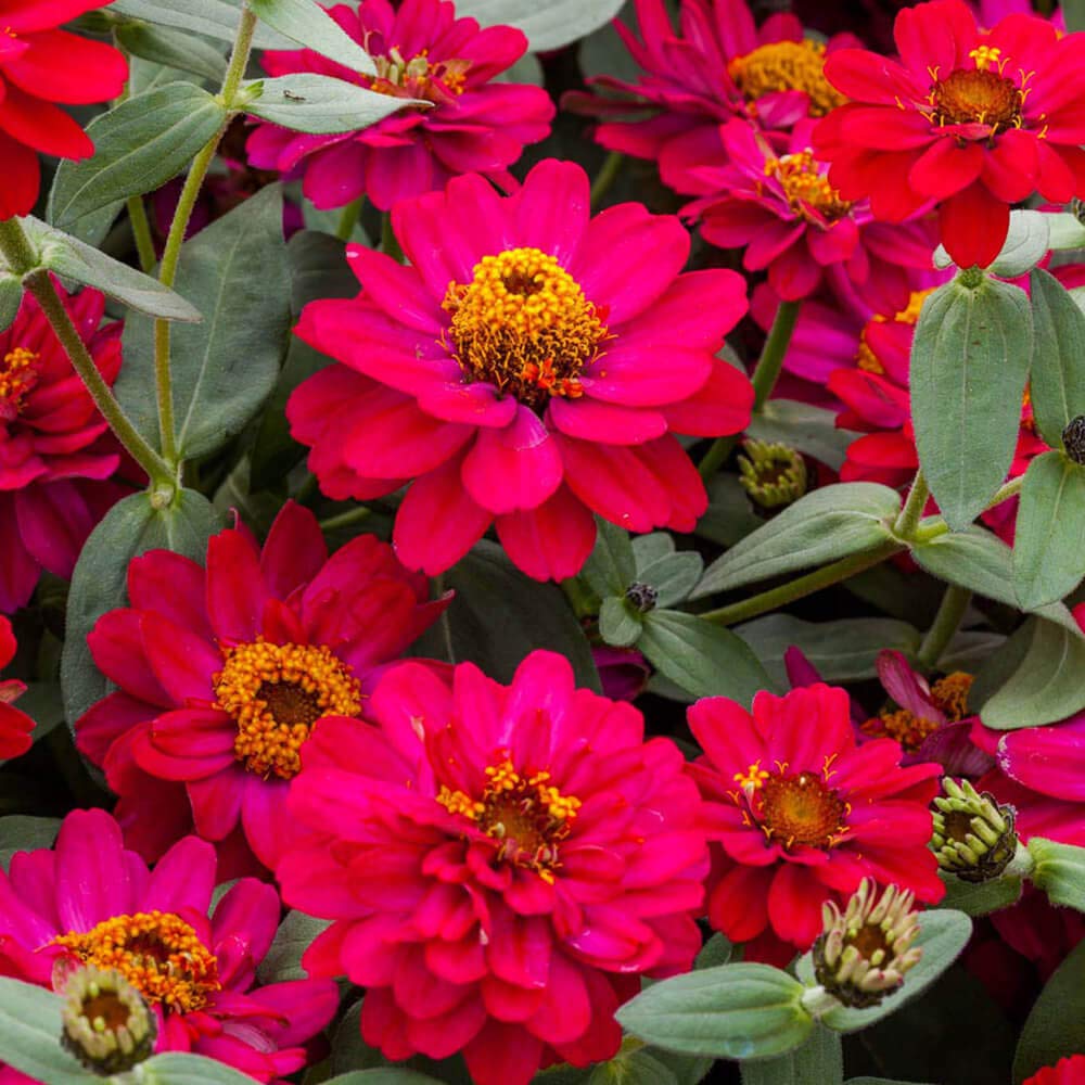 Outsidepride Zinnia Seeds - 25pcs Annual Zinnia MHD1Hybrida Profusion ...