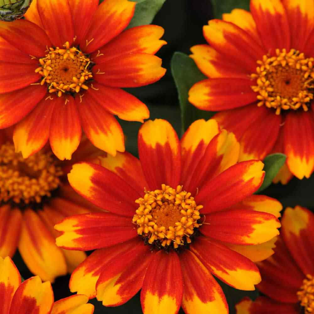 Outsidepride Zinnia Zahara Sunburst Flower Seeds - 100 Seeds - Walmart.com