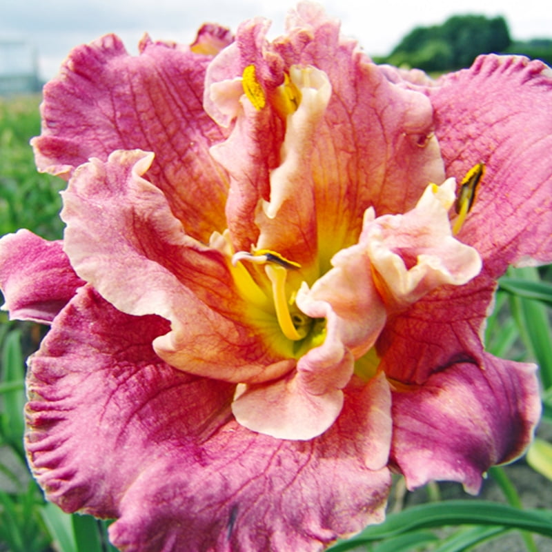 Over the Top Daylily Root - Naturalizing - Perennializing - Easy to ...