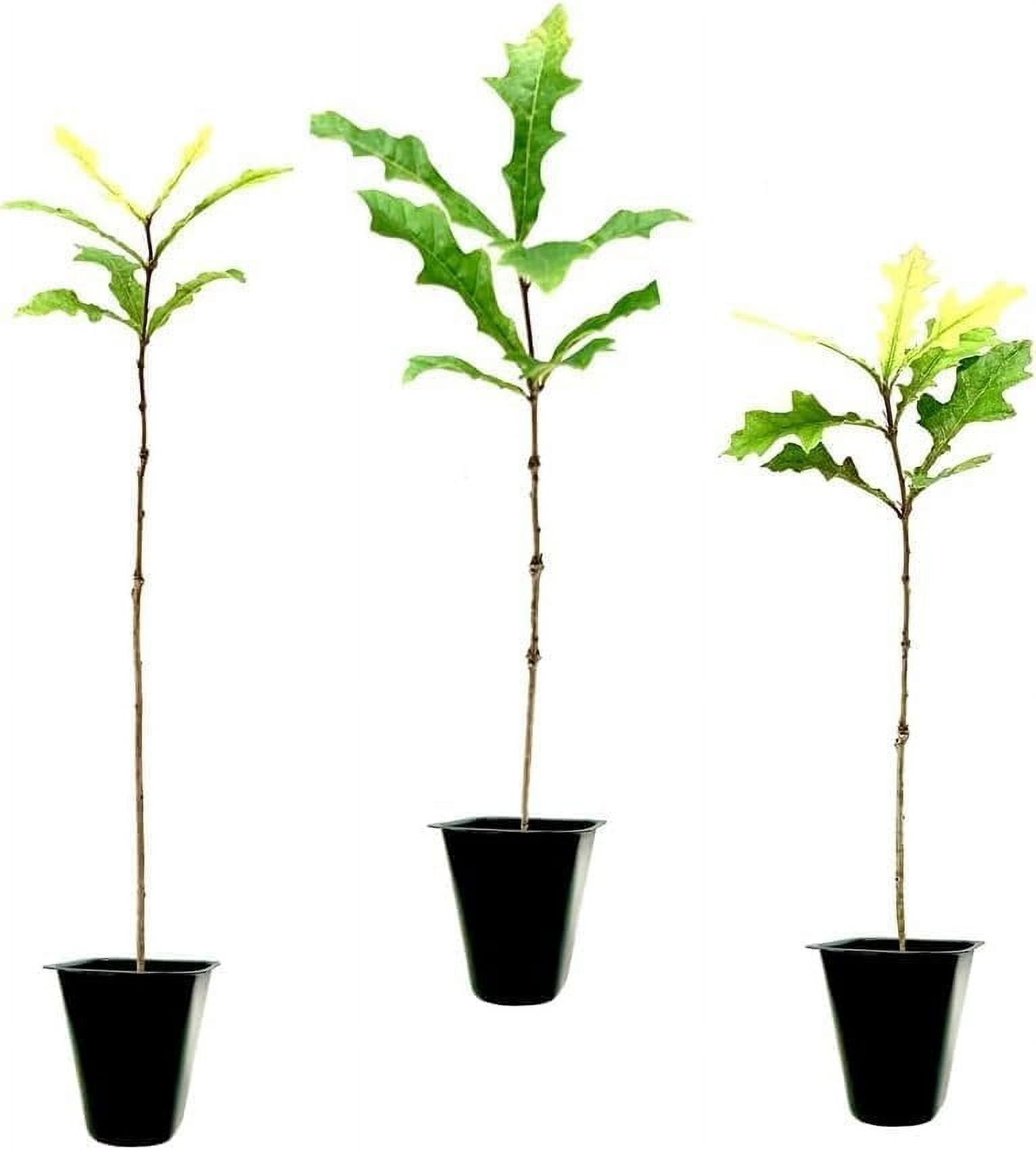 Overcup Oak Tree 3 Live Seedlings Quercus Lyrata Ideal for Landscaping ...