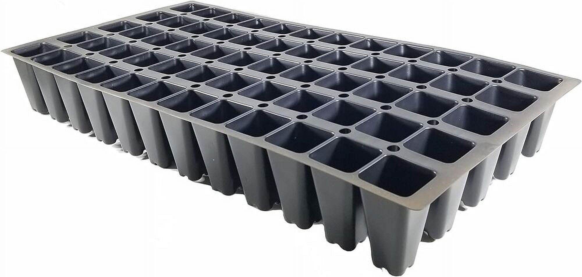 Overcup Oak Tree | Live Seedlings | Quercus Lyrata | Ideal for ...