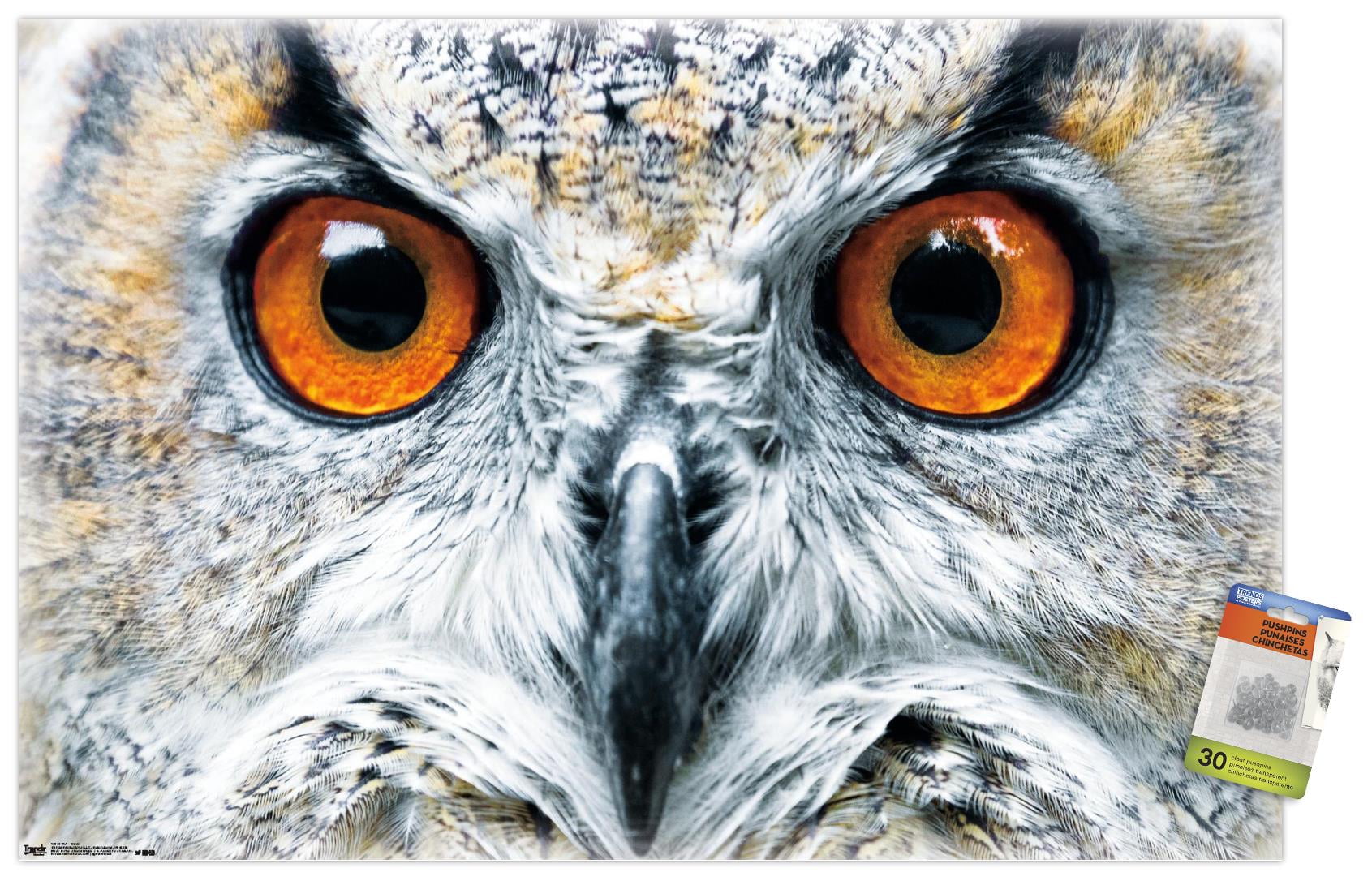 Owl - Close Wall Poster with Push Pins, 22.375" x 34" - Walmart ...