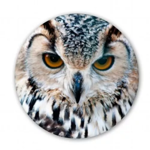 Owl Photo Circle Car Sticker Phone Decal Water Bottle Stickers Car ...