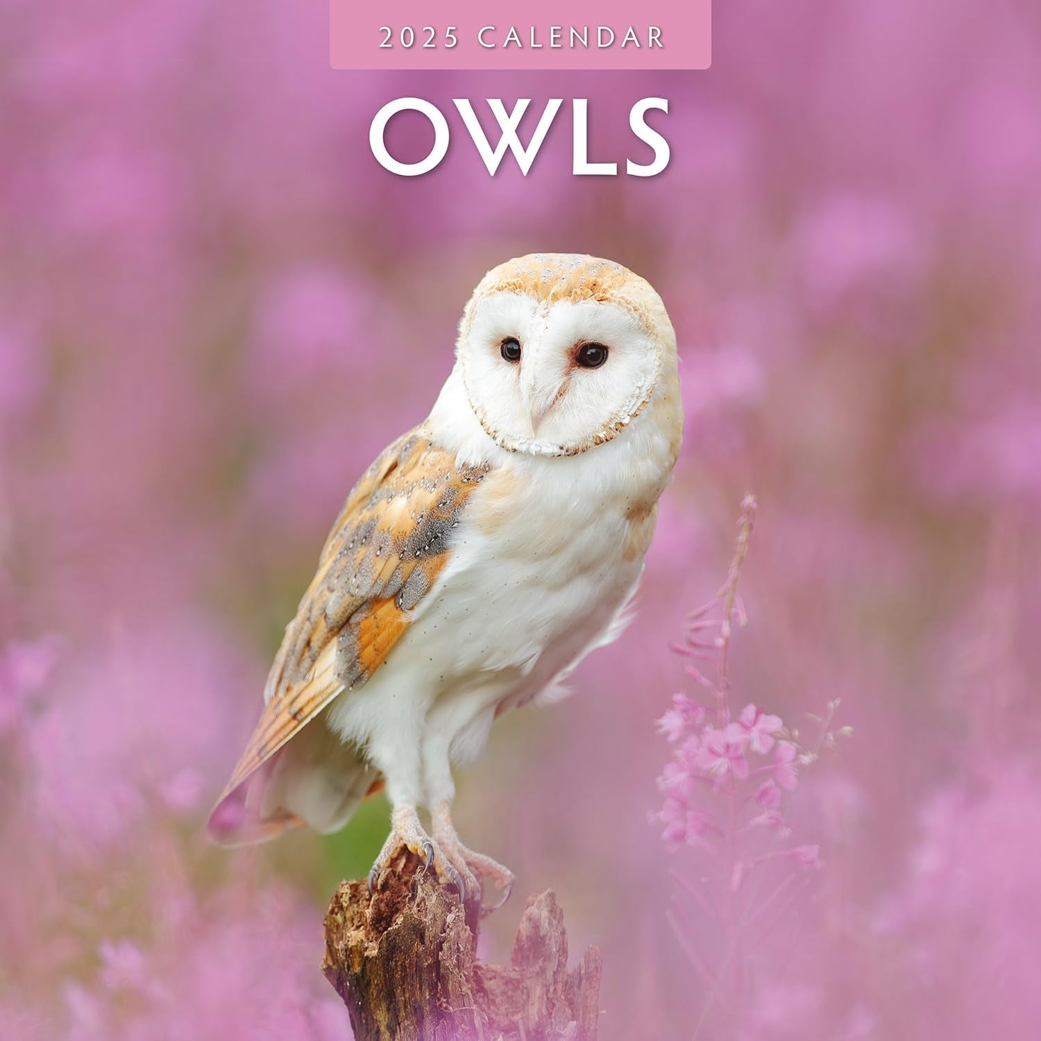 Owls 2025 Square Wall Calendar - Walmart.com