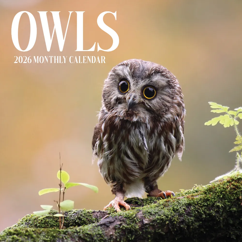 Owls 2026 | 12" x 24" Owl Wall Calendar 16 Month | Marble City Press ...