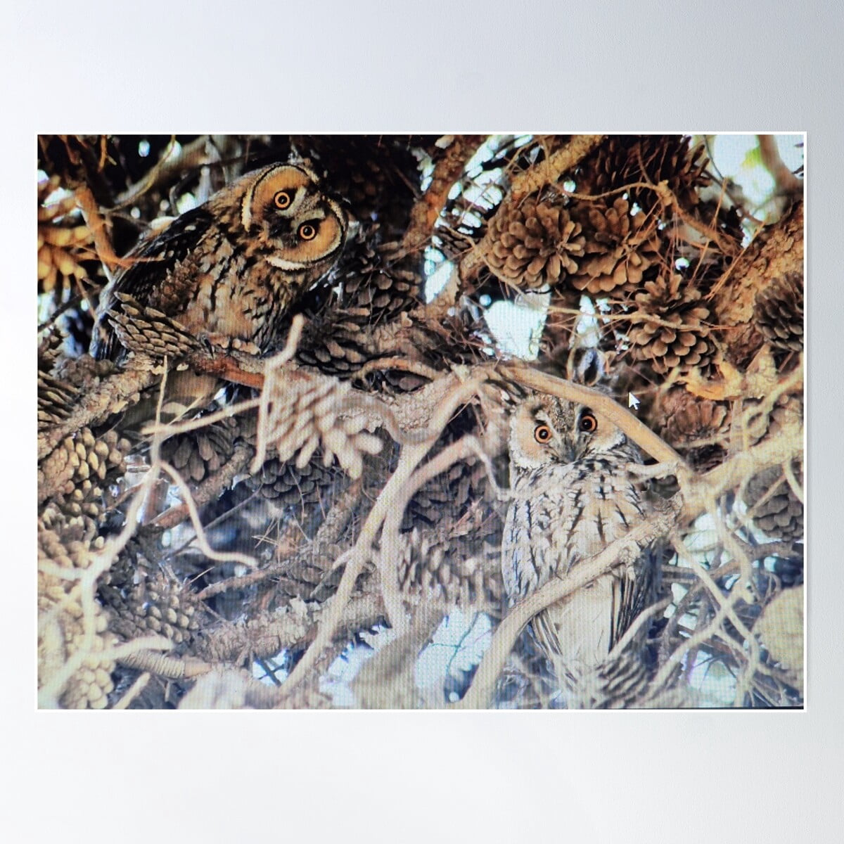Owls Hiding In A Tree Poster Wall Art, Modern Wall Decor For Living ...