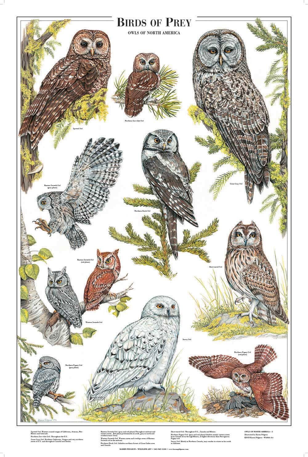 Owls of North America Poster/Identification Chart Vol 2 - Walmart.com