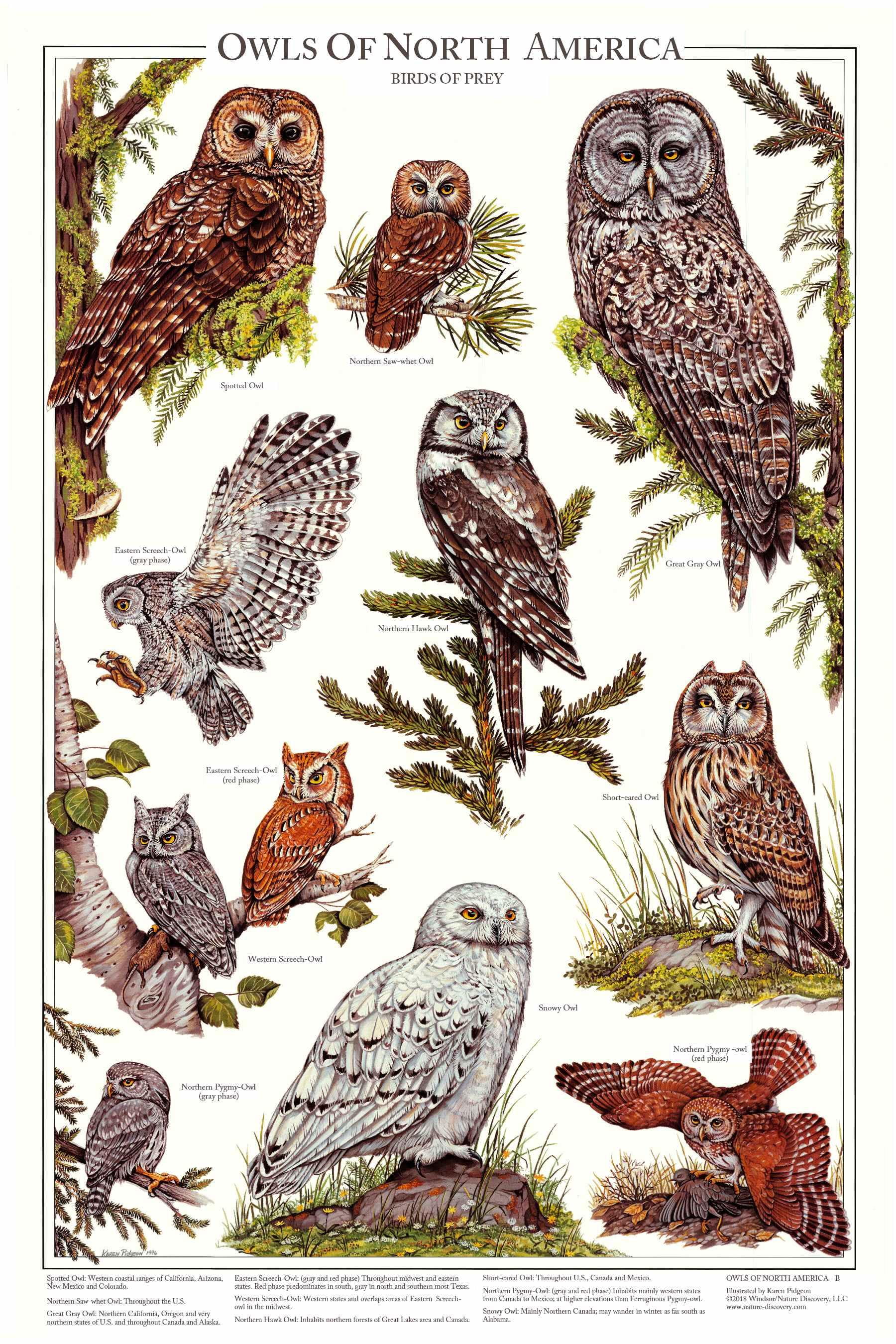 Owls of North America Poster/Identification Chart Vol 2 - Walmart.com