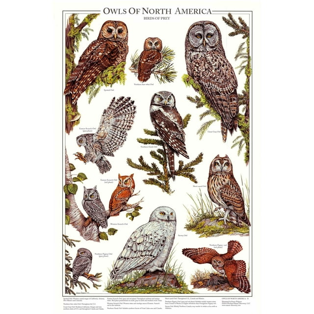 Owls of North America Poster/Identification Chart Vol 2 - Walmart.com