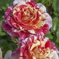 Heirloom Roses Red Grandiflora Rose Live Plants - Walmart.com