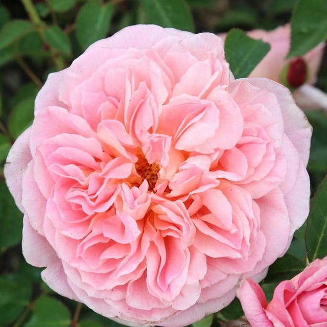 Own-Root One Gallon April Love™ Shrub Rose by Heirloom Roses - Walmart.com