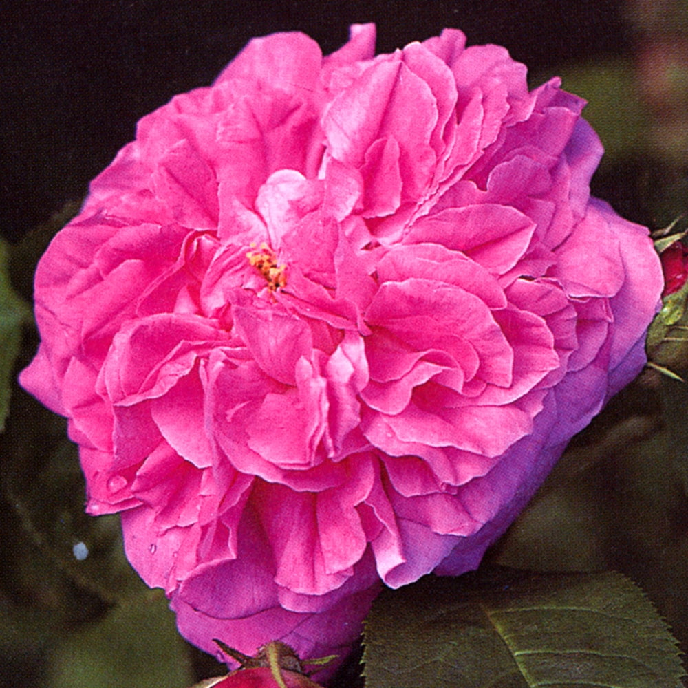 Own-Root One Gallon Ardoisée de Lyon Hybrid Perpetual Rose by Heirloom ...