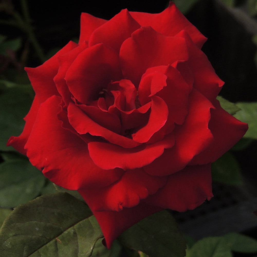 Own-Root One Gallon Black Lady™ Hybrid Tea Red Rose by Heirloom Roses ...