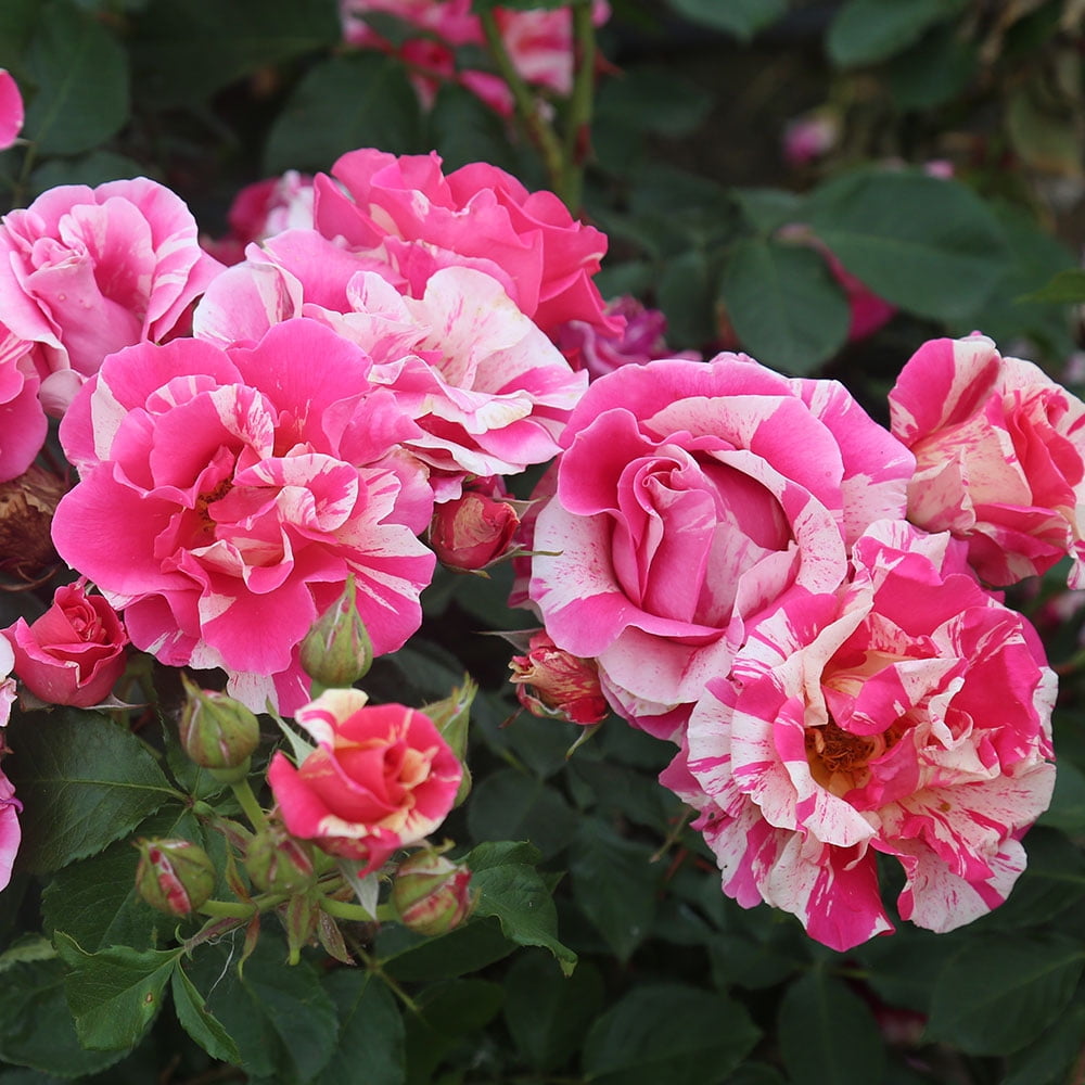 Own-Root One Gallon Candy Land Climbing Rose by Heirloom Roses ...