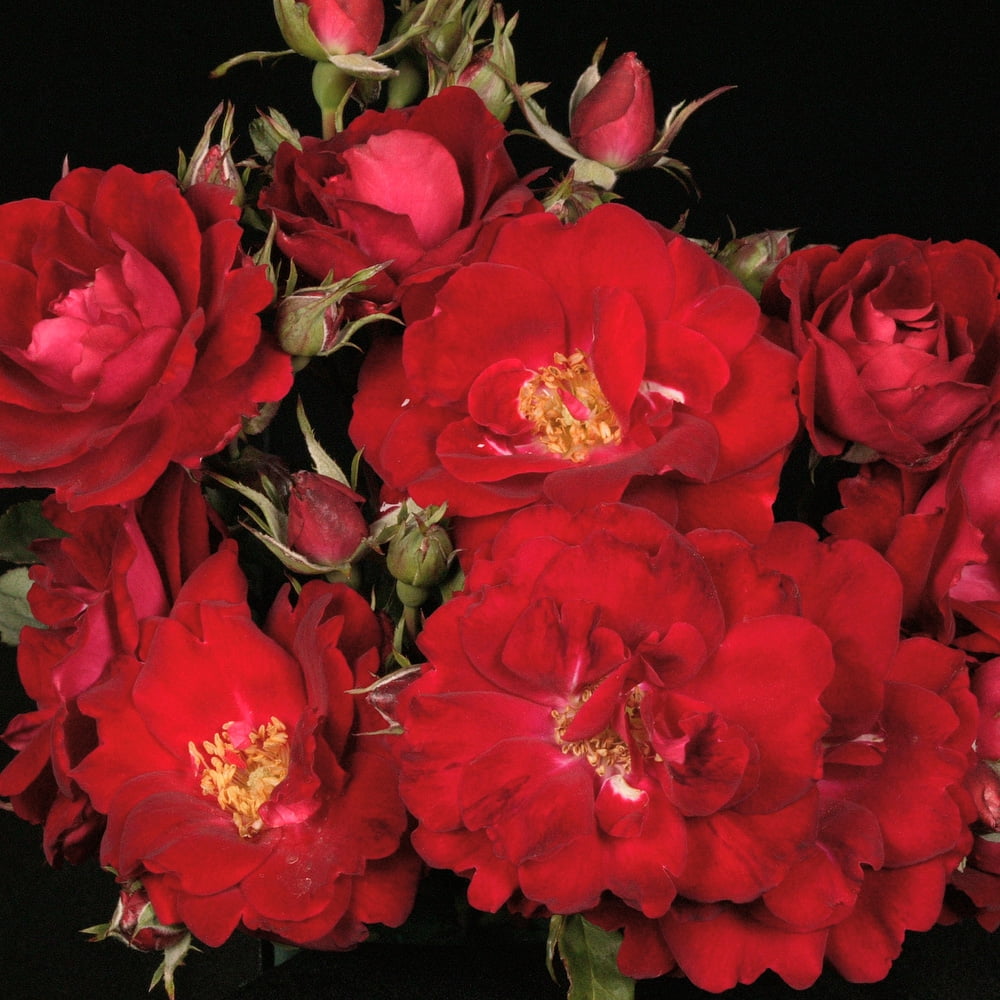 Own-Root One Gallon Champlain Hardy Rose by Heirloom Roses - Walmart ...