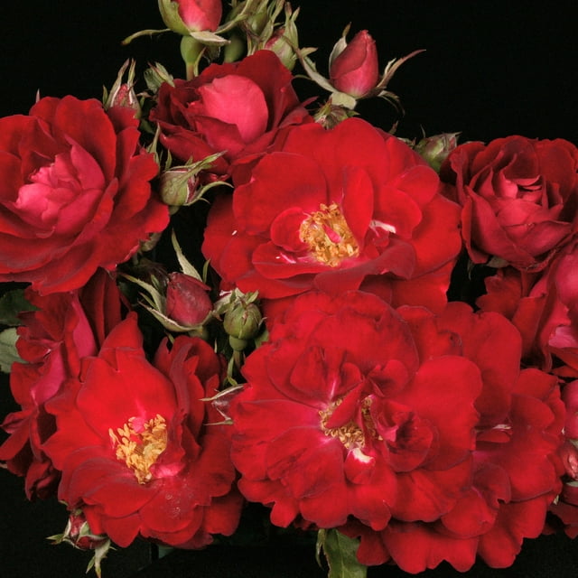 Own-Root One Gallon Champlain Hardy Rose by Heirloom Roses - Walmart ...