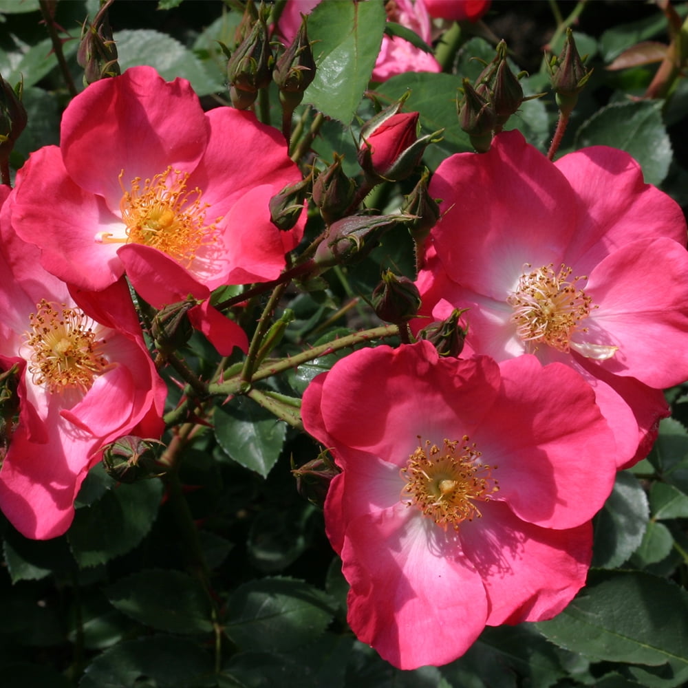 Own-Root One Gallon Chuckles Hardy Rose by Heirloom Roses - Walmart.com