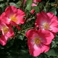 Own-Root One Gallon Chuckles Hardy Rose by Heirloom Roses - Walmart.com