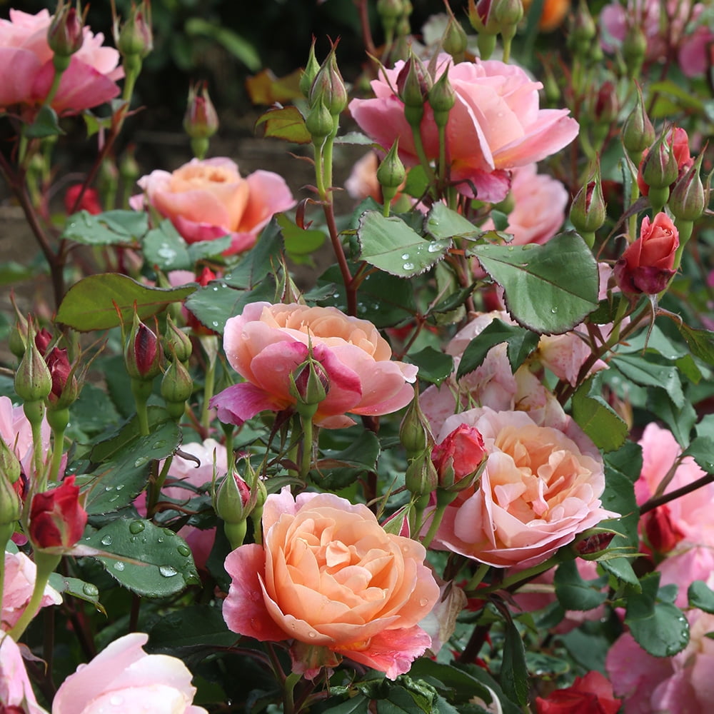 Heirloom Roses Own-Root 3' Lavender/Pink Distant Thunder™ Live Plants ...