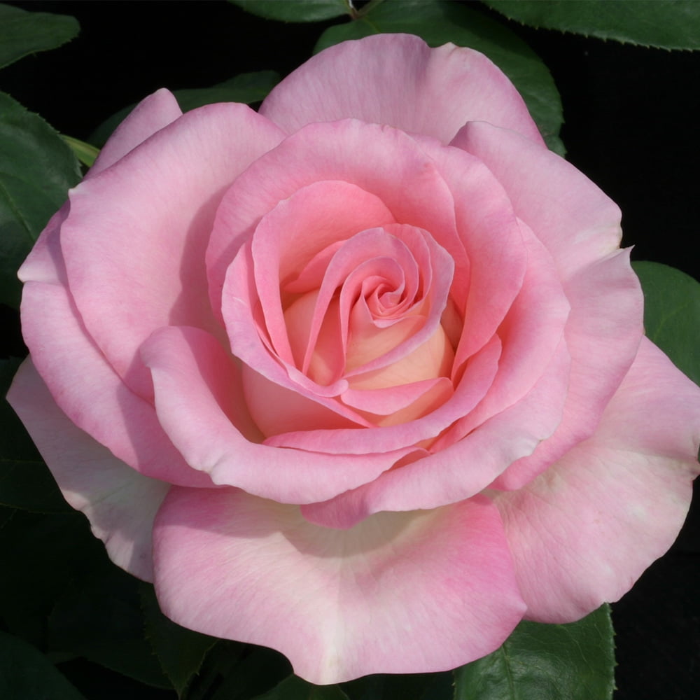 Own-Root One Gallon Falling In Love™ Hybrid Tea Rose by Heirloom Roses ...