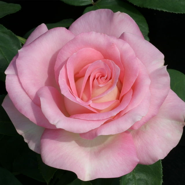 Own-Root One Gallon Falling In Love™ Hybrid Tea Rose by Heirloom Roses ...