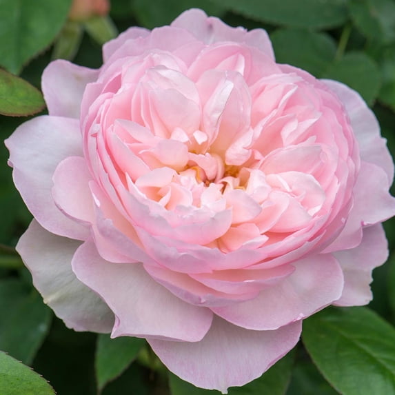 David Austin's Fragrant Garden Rose - Live Plant, Gentle Hermione ...