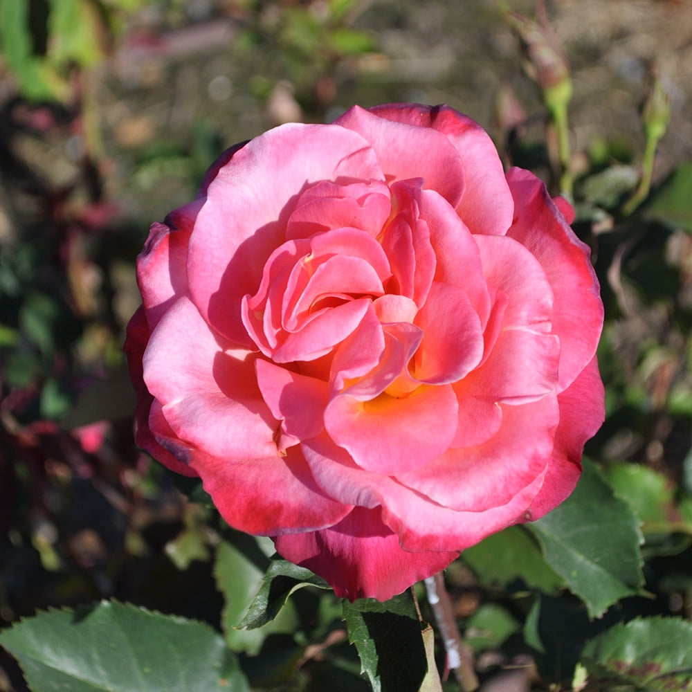 Own-Root One Gallon Granada Hybrid Tea Rose by Heirloom Roses - Walmart.com