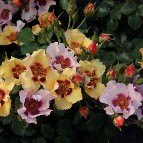 Own-Root One Gallon In Your Eyes™ Shrub Rose by Heirloom Roses ...