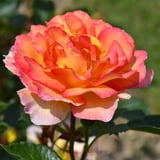 Own-Root One Gallon La Parisienne Grandiflora Rose by Heirloom Roses ...
