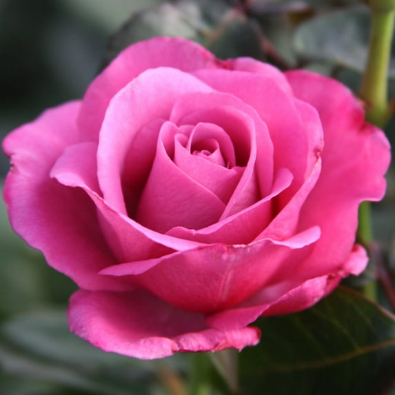 Own-Root One Gallon Love Potion™ Floribunda Rose by Heirloom Roses ...