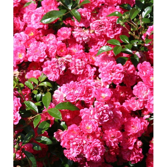 Own-Root One Gallon Lovely Fairy® Polyantha Rose by Heirloom Roses ...