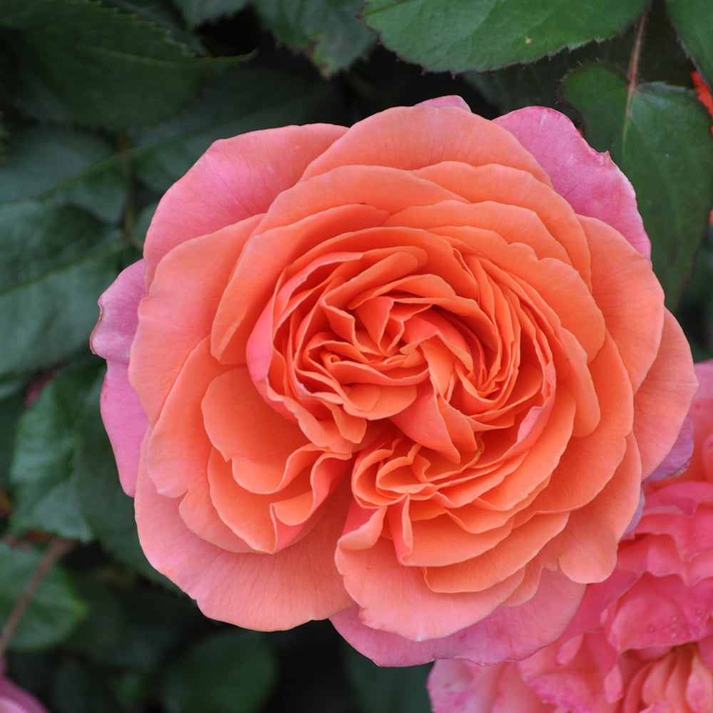 Heirloom Roses: Live, Fragrant, Matchless Mother Shrub Rose Plant in ...
