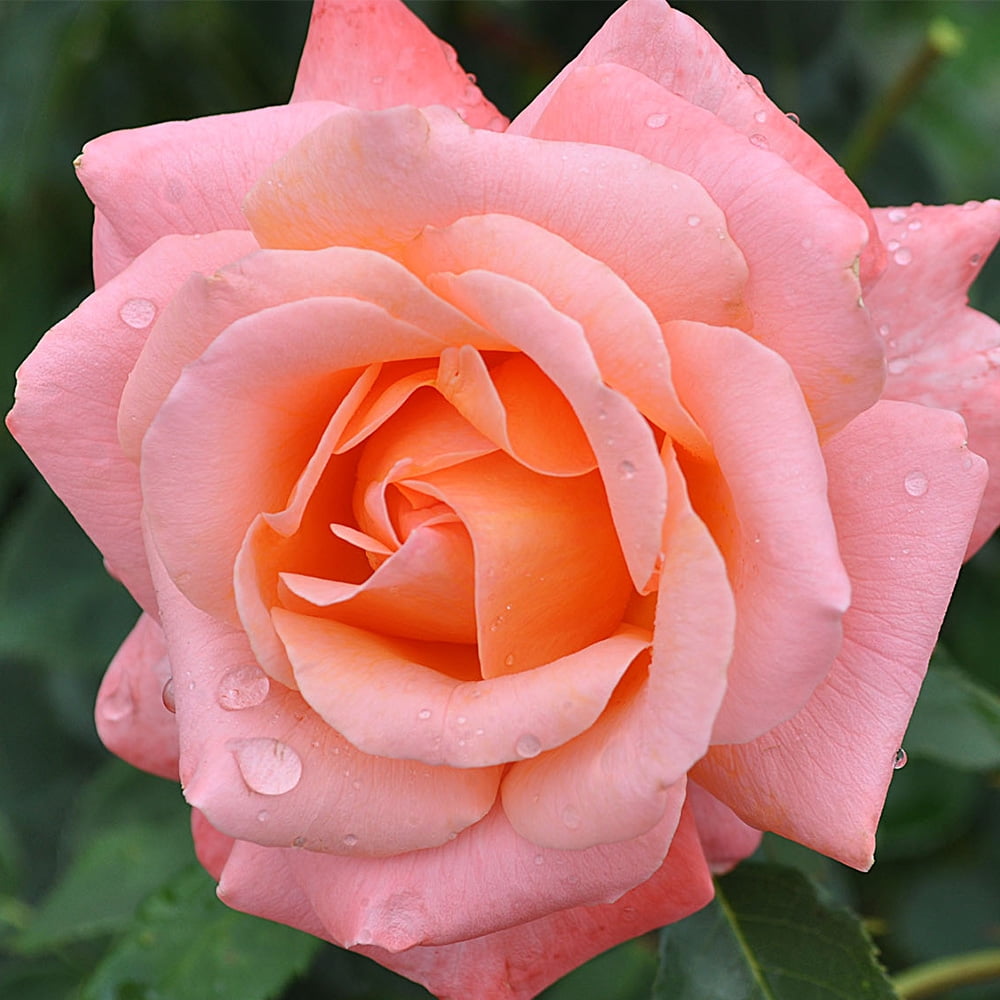 Own-Root One Gallon Pensioner's Voice Floribunda Rose by Heirloom Roses ...