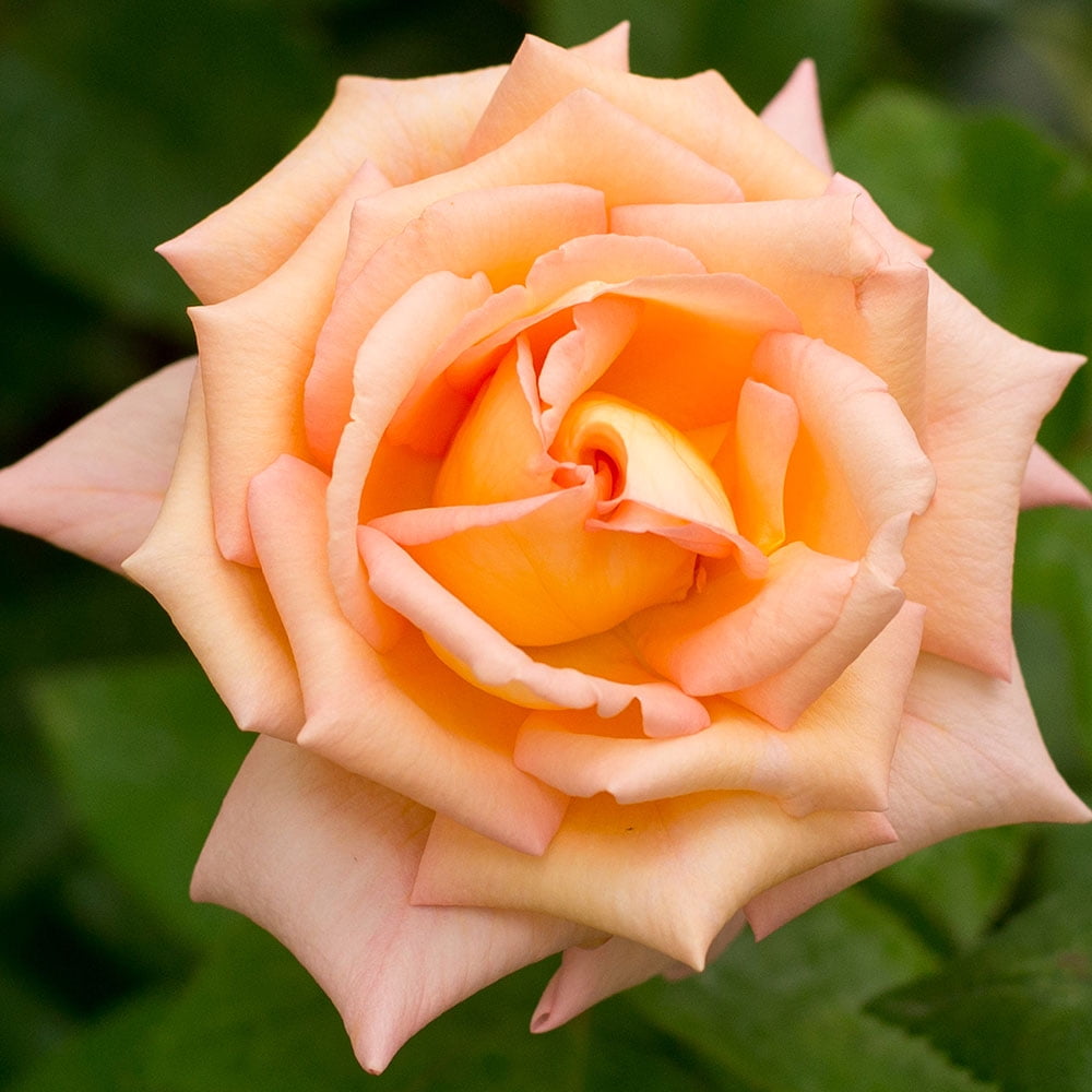 Own-Root One Gallon Scent-Sation Hybrid Tea Rose by Heirloom Roses ...