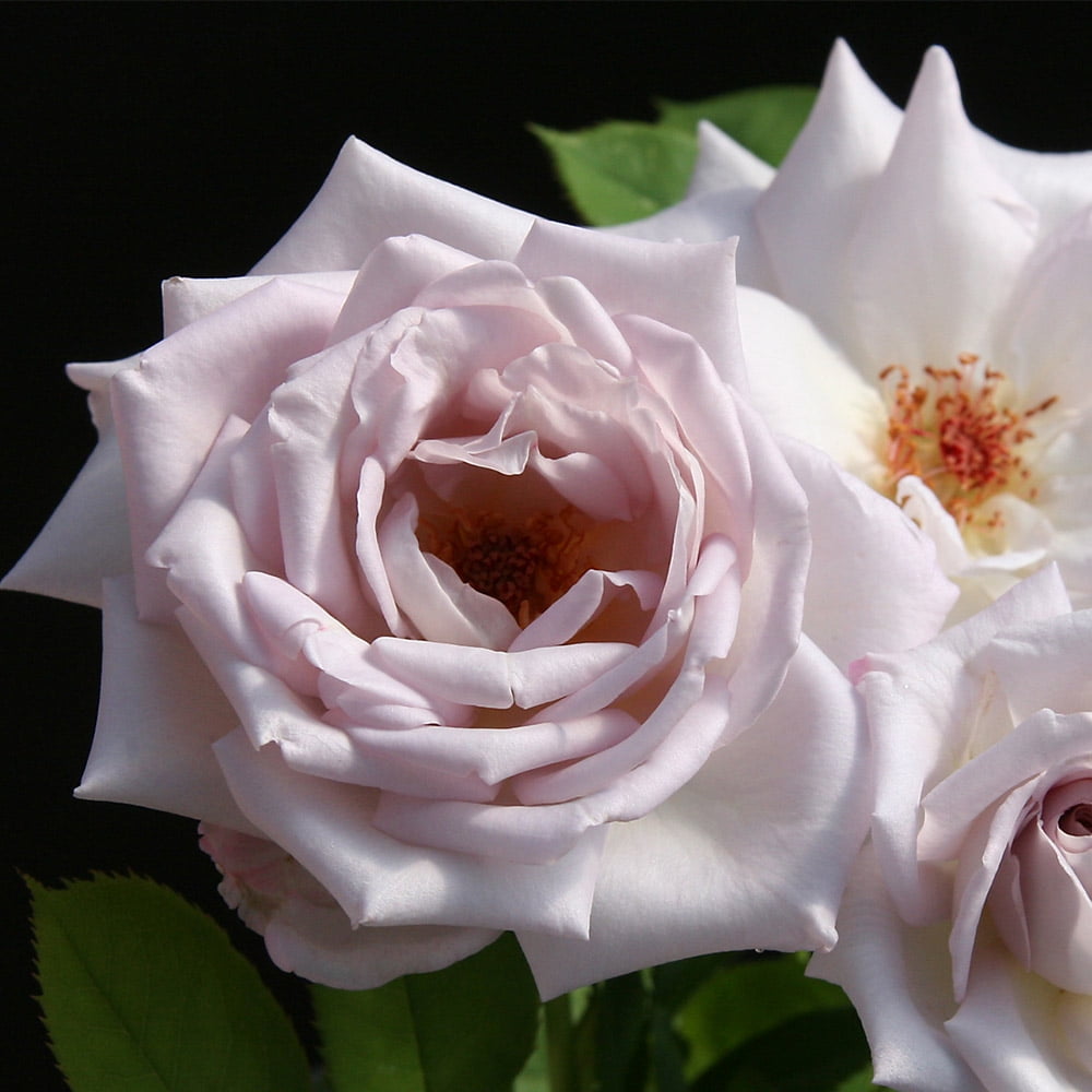 Own-Root One Gallon Silver Shadows Hardy Rose by Heirloom Roses ...