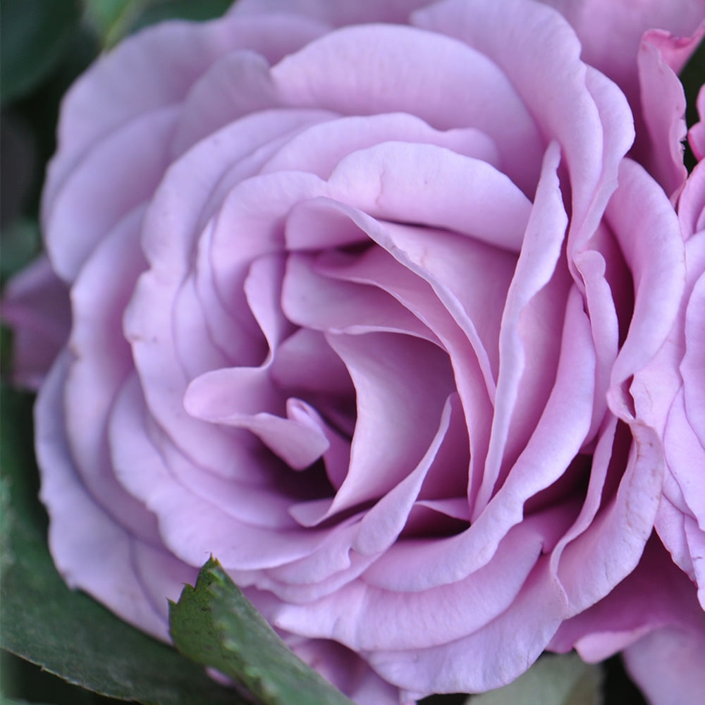 Own-Root One Gallon Singin' The Blues Floribunda Rose by Heirloom Roses ...