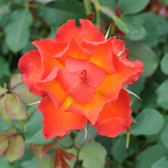 Own-Root One Gallon Sunrise At Heirloom Shrub Rose by Heirloom Roses ...