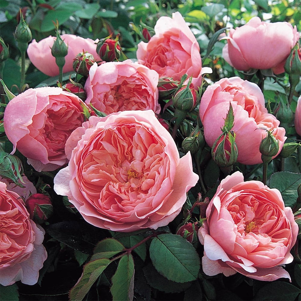 Heirloom Roses - Fragrant Live Alnwick Rose, Ready to Plant, Real ...