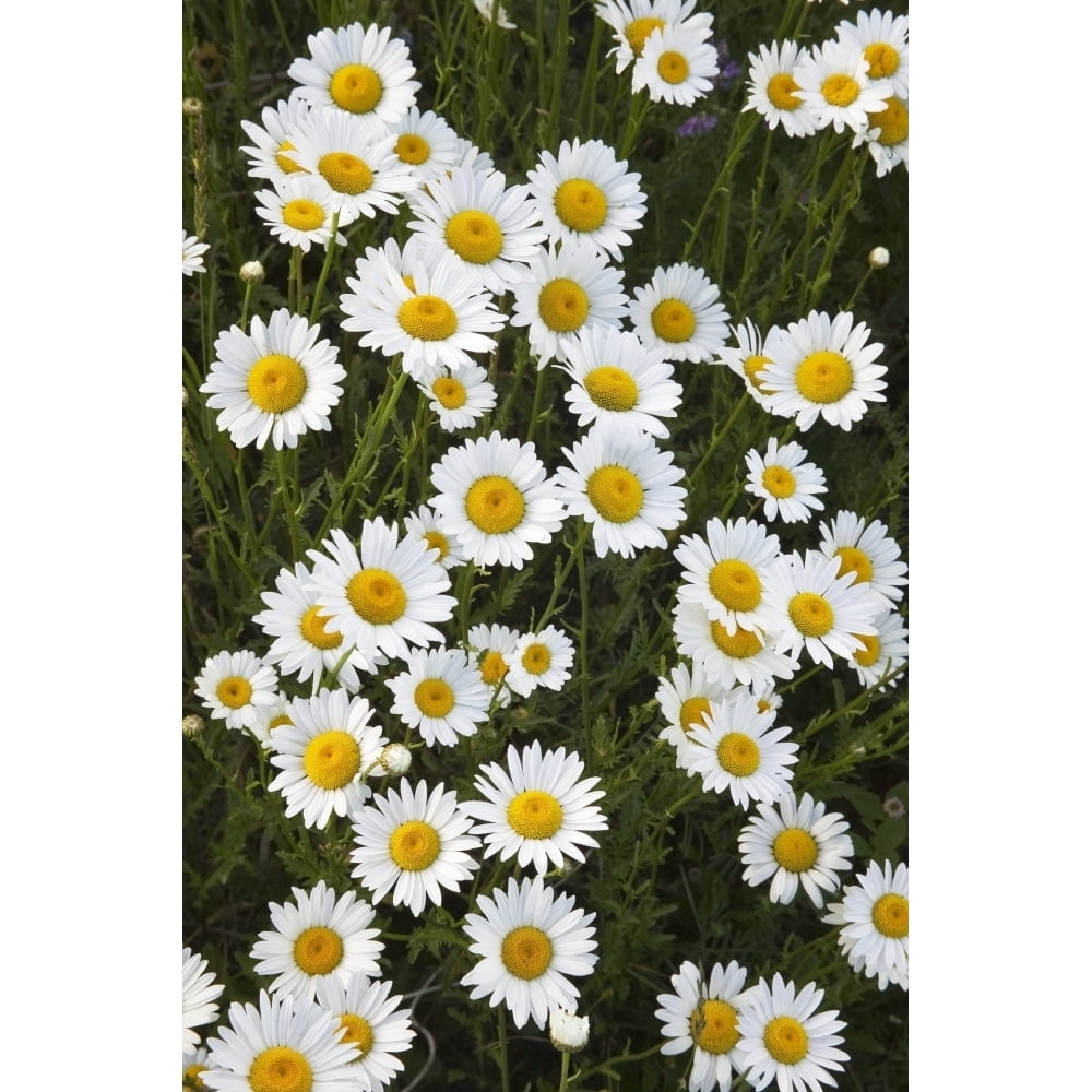 Ox-Eyed Daisies Banff National Park Alberta. Poster Print - Walmart.com