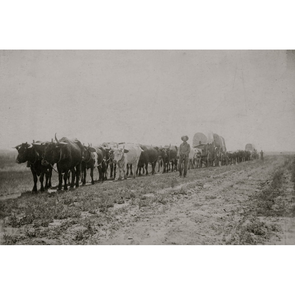 Ox Team And Wagons Fort Custer Montana Poster Print by Goff (18 x 24 ...