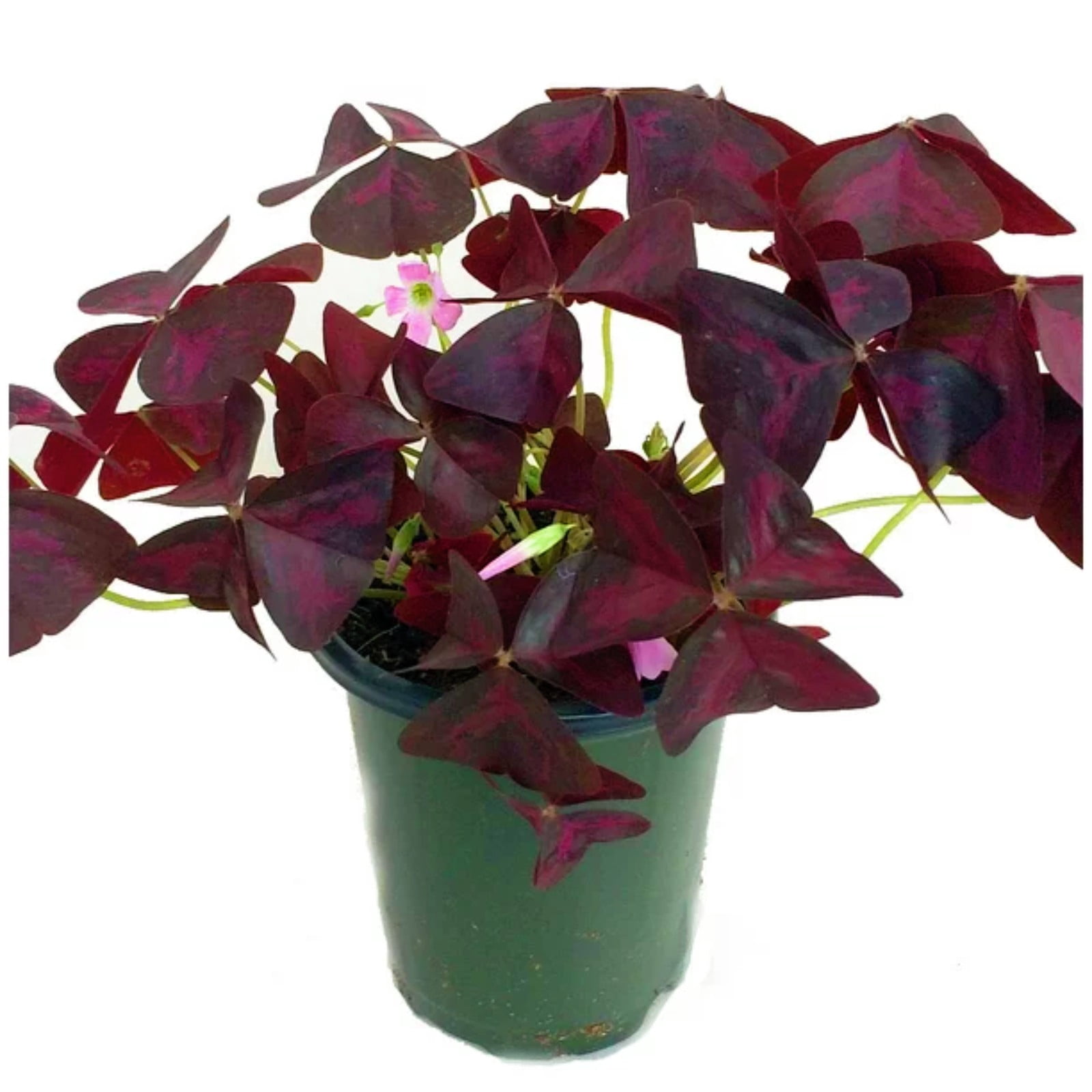 Oxalis Bulbs Oxalis Grows Quickly Oxalis Has A Variety of Colors Oxalis ...