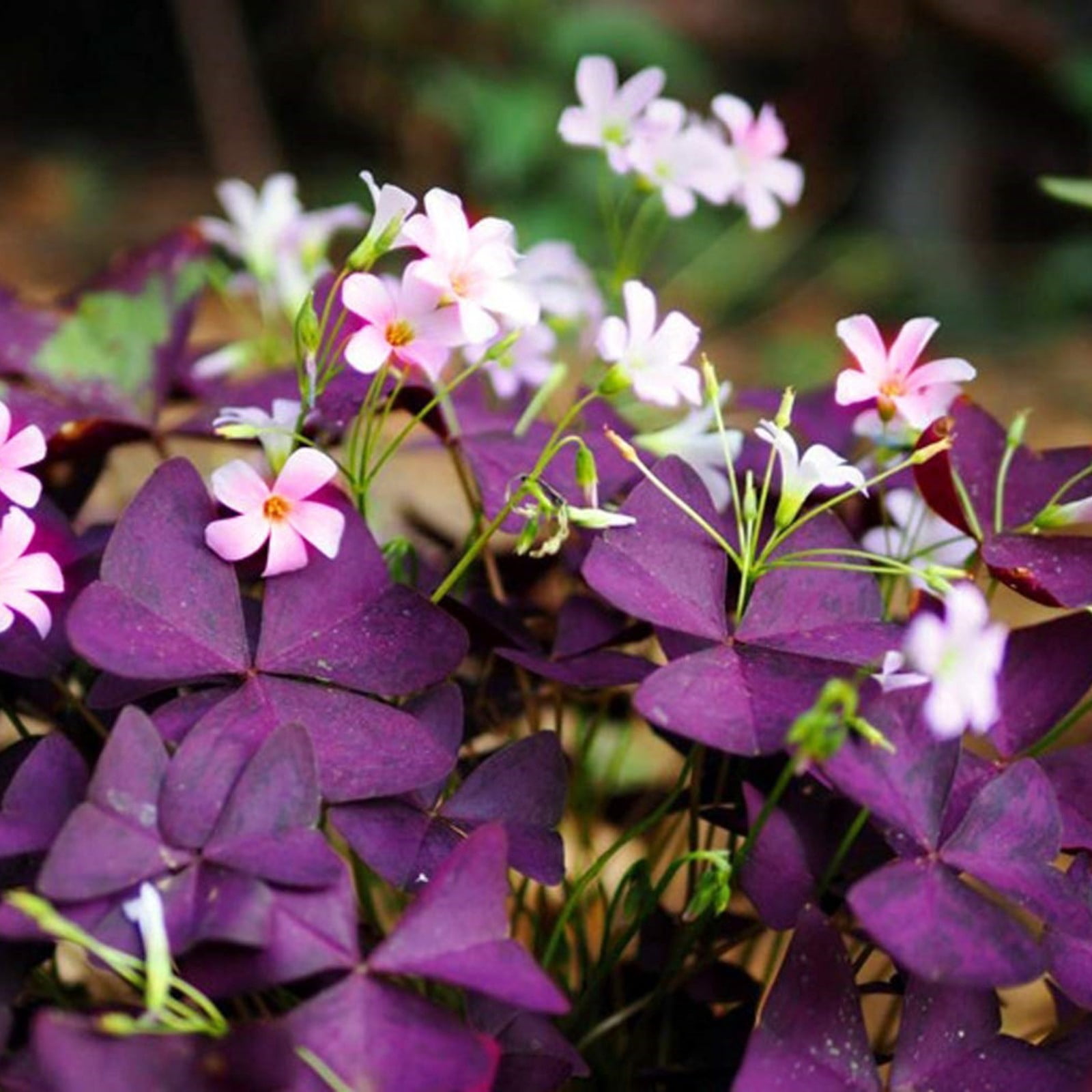 Oxalis Bulbs Oxalis Is A Good Luck Plant Oxalis Grows Quickly Oxalis ...