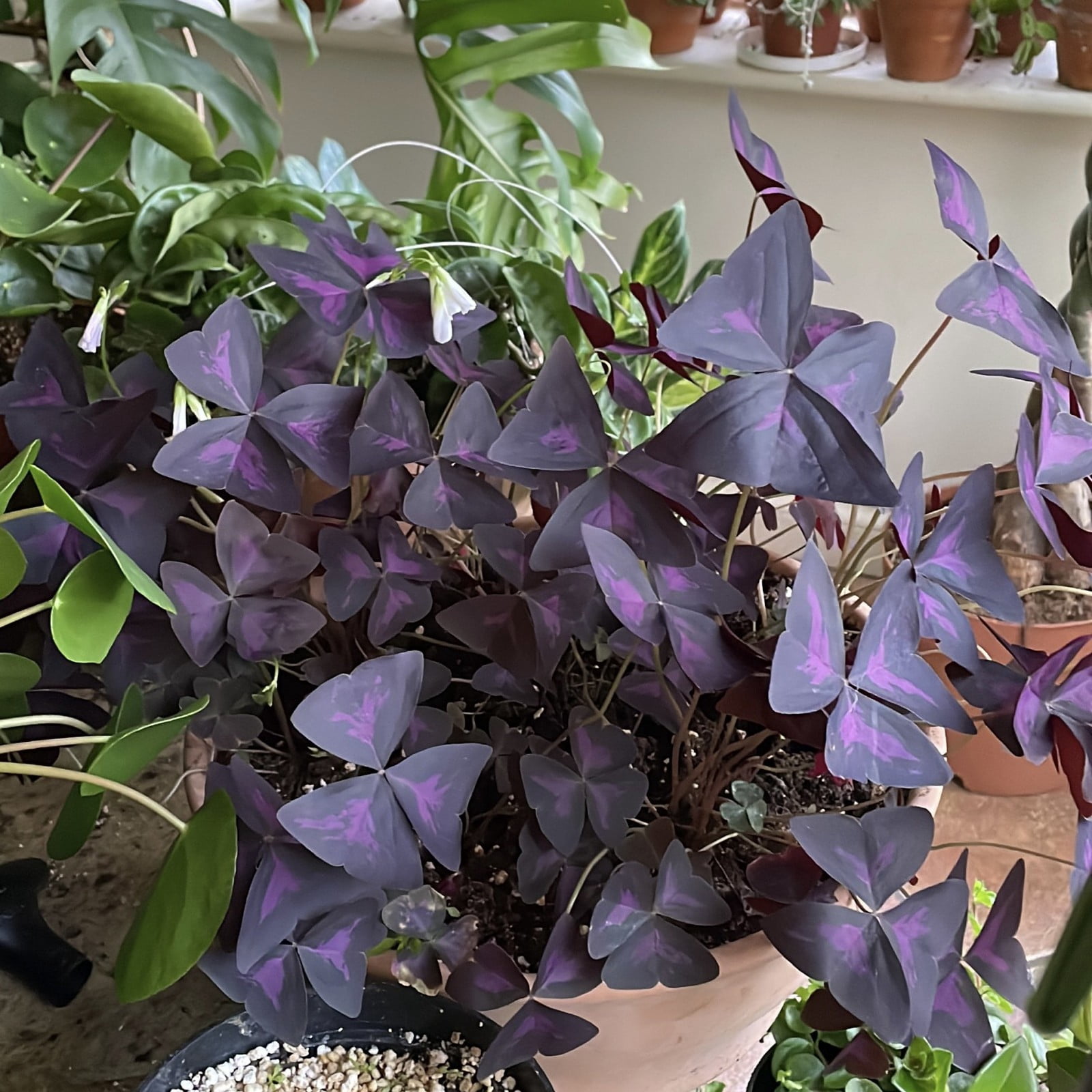 Oxalis Bulbs Oxalis Is Suitable for Indoor and Outdoor Gardens Oxalis ...