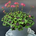 Oxalis Plant Live, Shamrock Spring Flower, 4 Inc Pot, Ornamental Oxalis ...