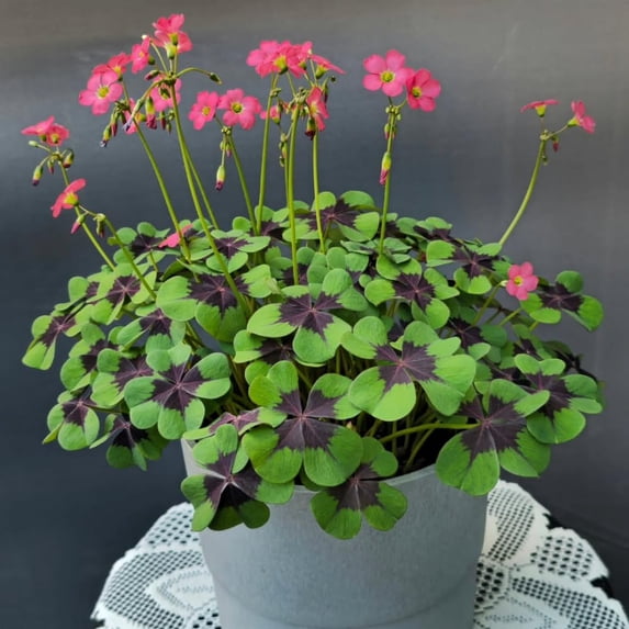 Oxalis Plant Live, Shamrock Spring Flower, 4 Inc Pot, Ornamental Oxalis ...