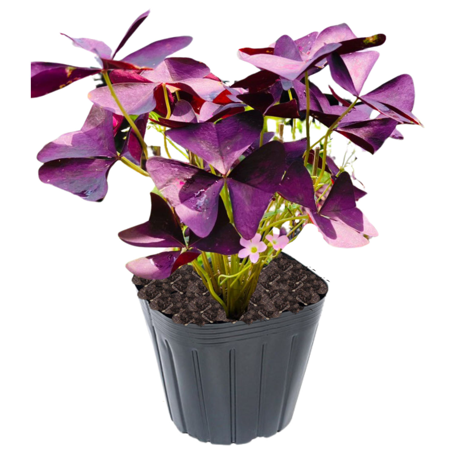 Oxalis Plant, Oxalis Triangularis Live Plant, Purple Shamrock 4 Inches ...