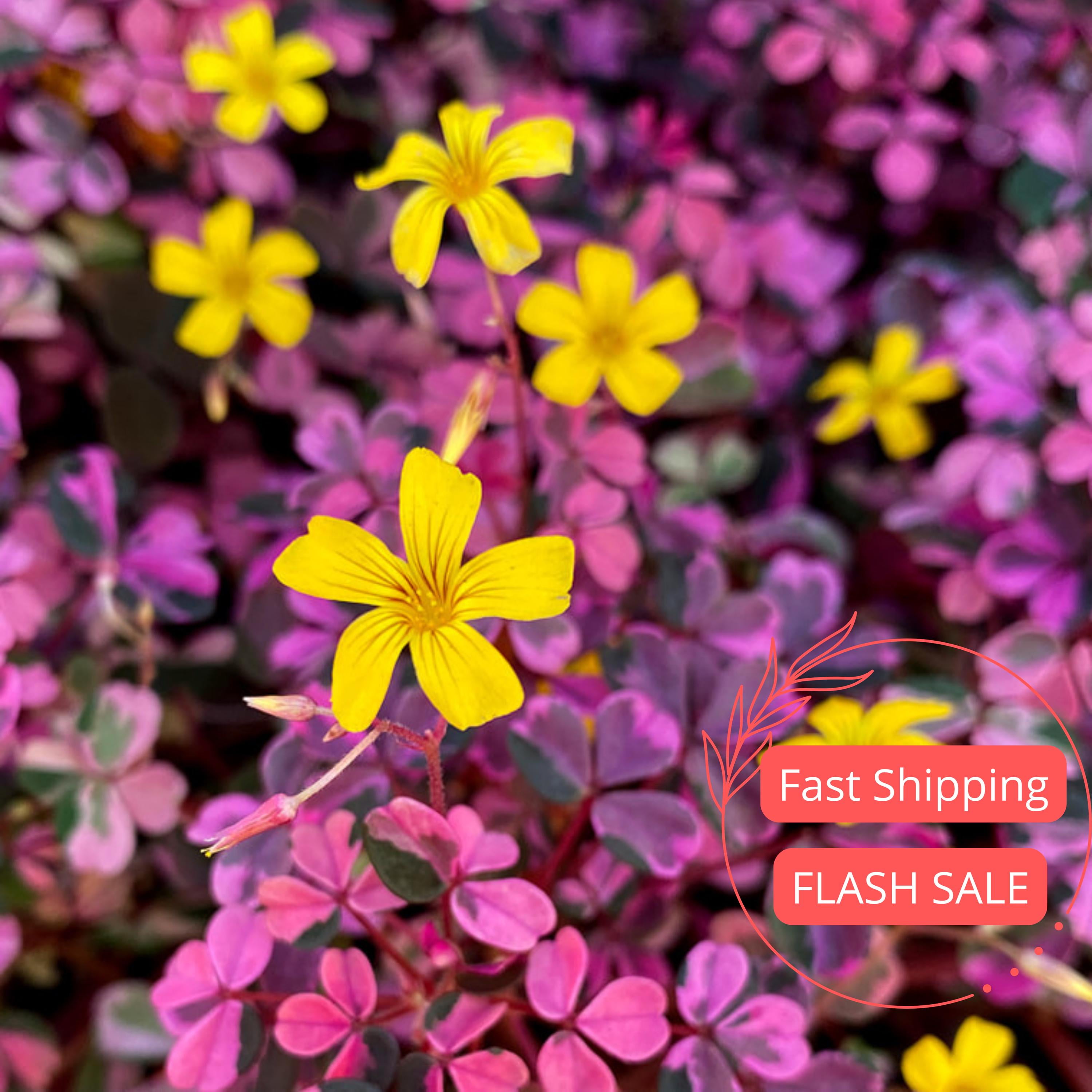 Oxalis Plum Crazy Live Plants | Variegated Shamrock Plant | Oxalis ...